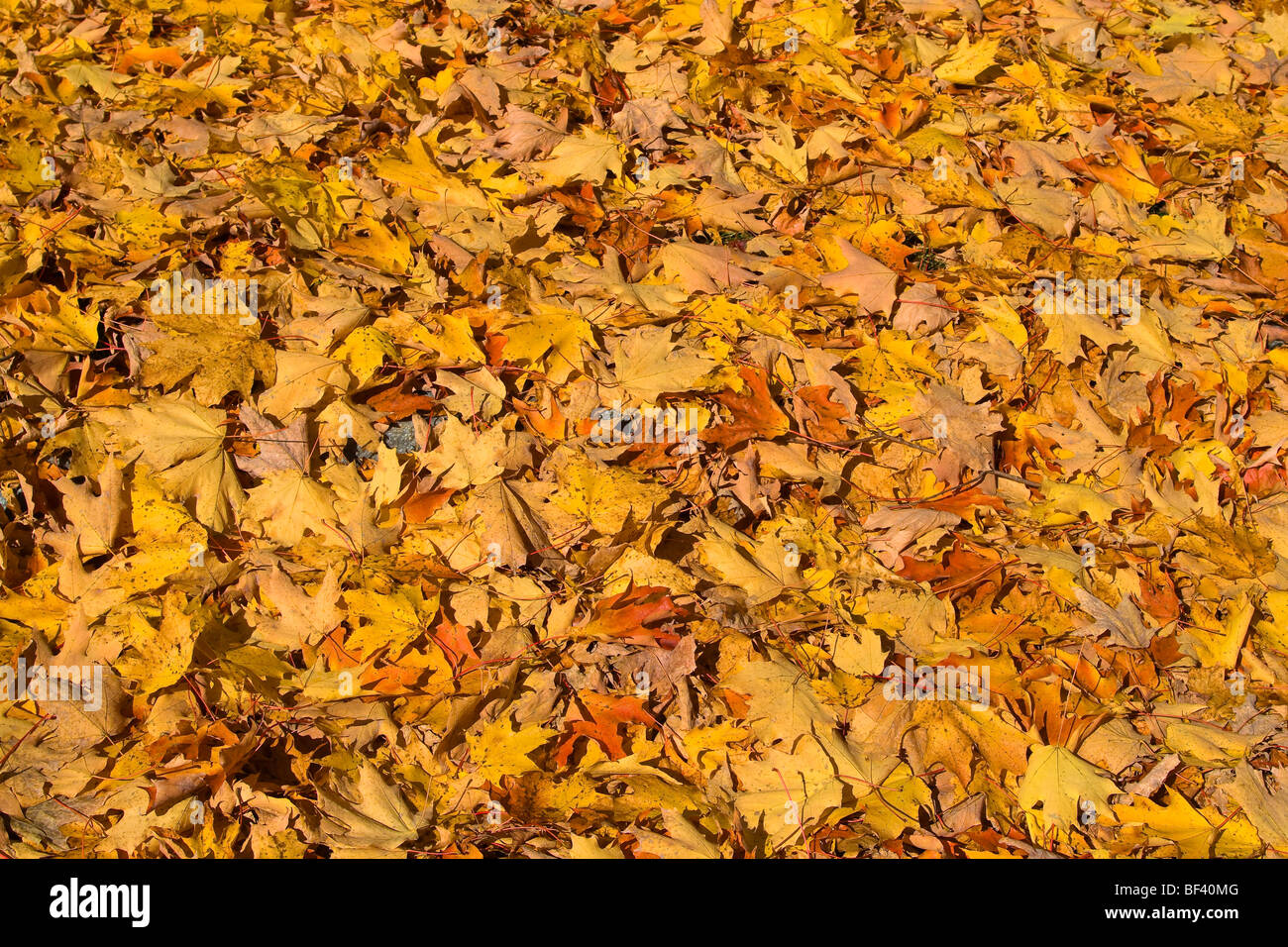 New england fall red yellow hi-res stock photography and images - Alamy
