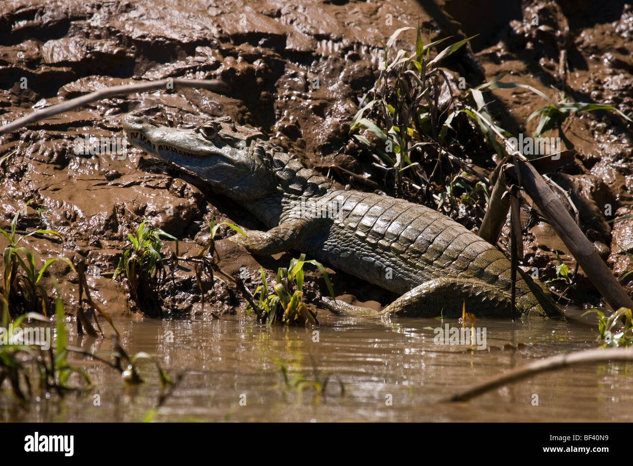 Black Caiman Amazon Rainforest