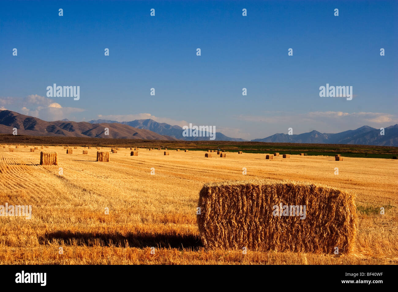 Morning Hay Field in Colorado. Mountains in the background with blue ...