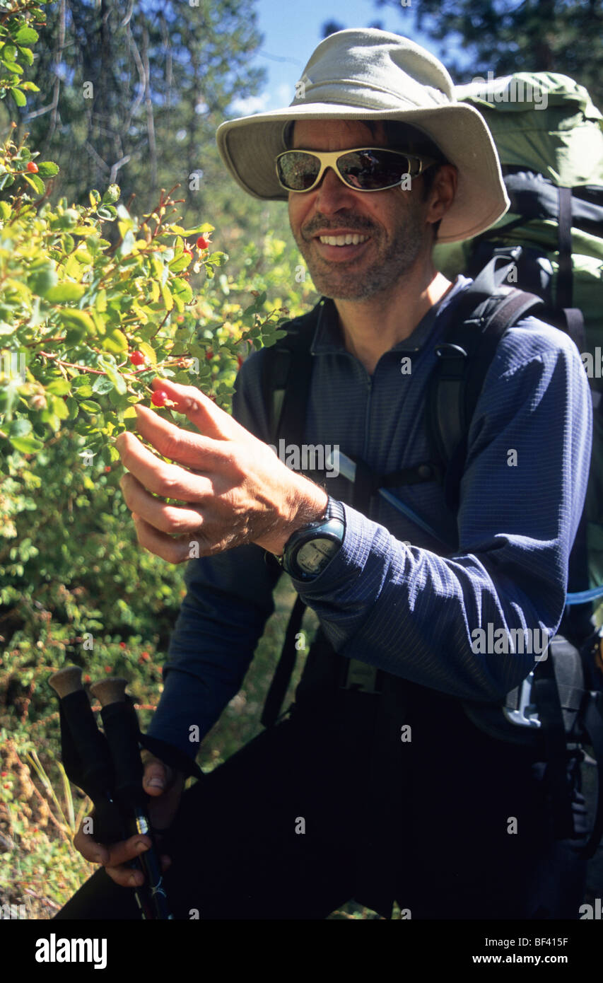Man picking rose hips Stock Photo - Alamy