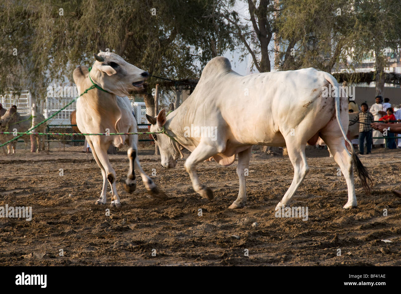 Bull fight uae hi-res stock photography and images - Alamy