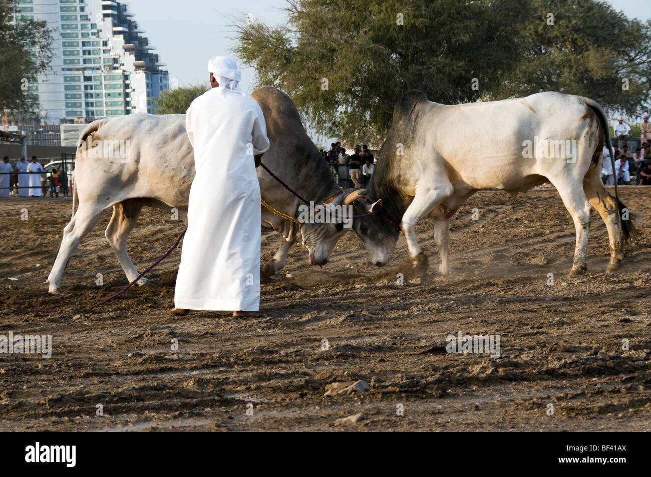 Bull fight uae hi-res stock photography and images - Alamy