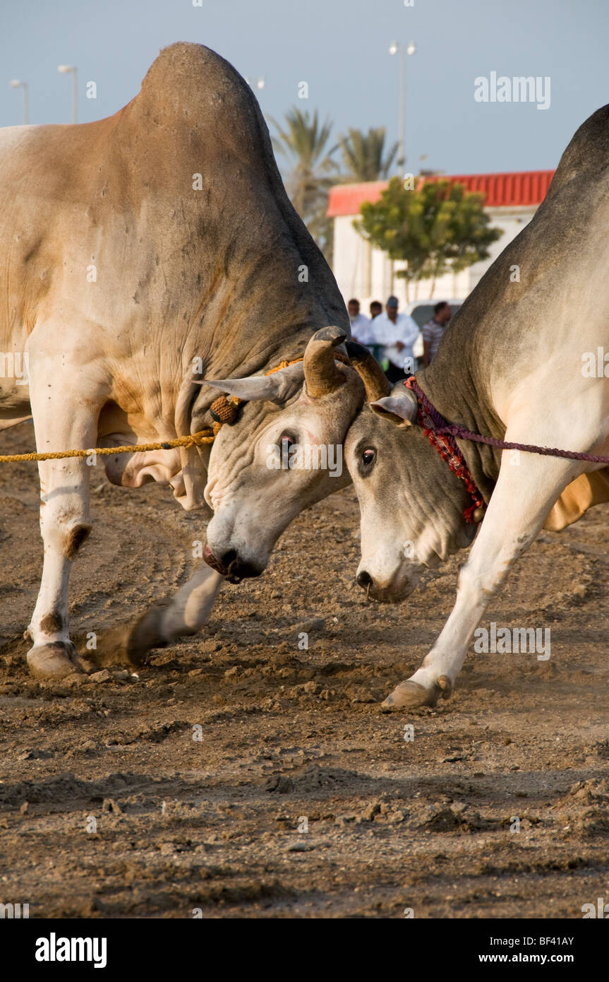 Bull butting in Fujairah, UAE Stock Photo - Alamy