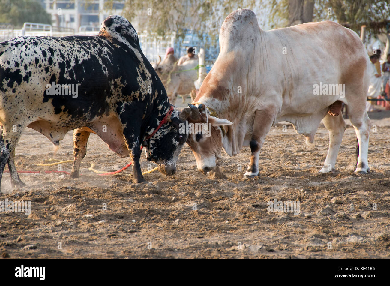 Bull fight uae hi-res stock photography and images - Alamy