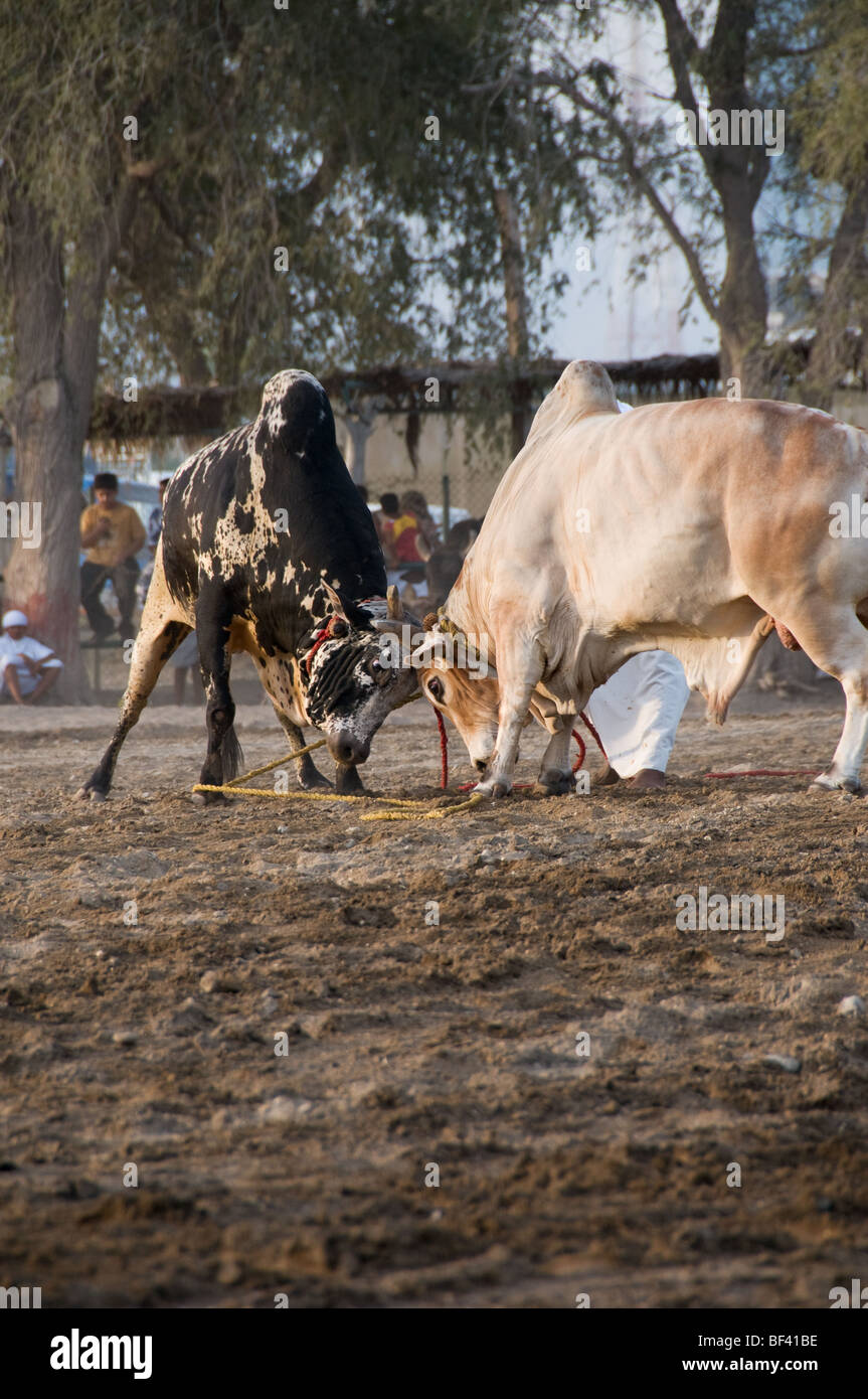 Muscle bull hi-res stock photography and images - Alamy