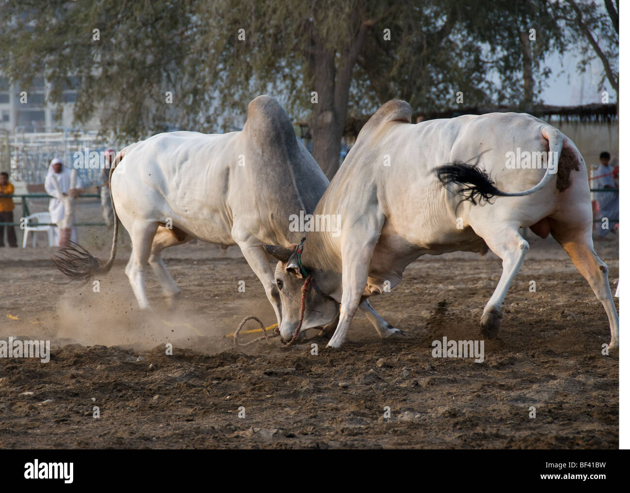 Bull fight uae hi-res stock photography and images - Alamy