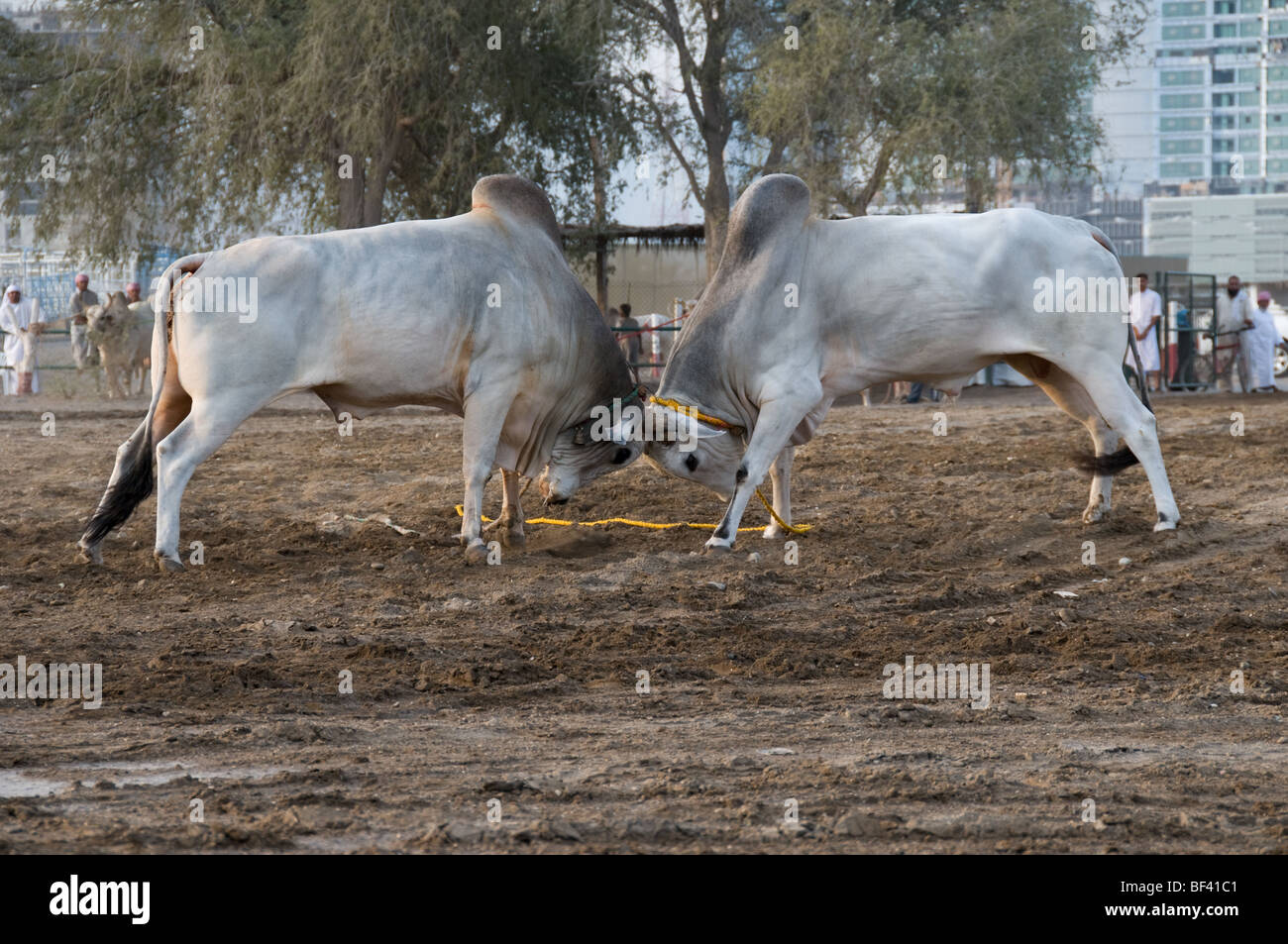 Bull fight uae hi-res stock photography and images - Alamy