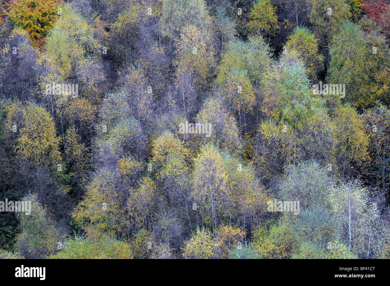 Gaudy Colours High Resolution Stock Photography and Images - Alamy