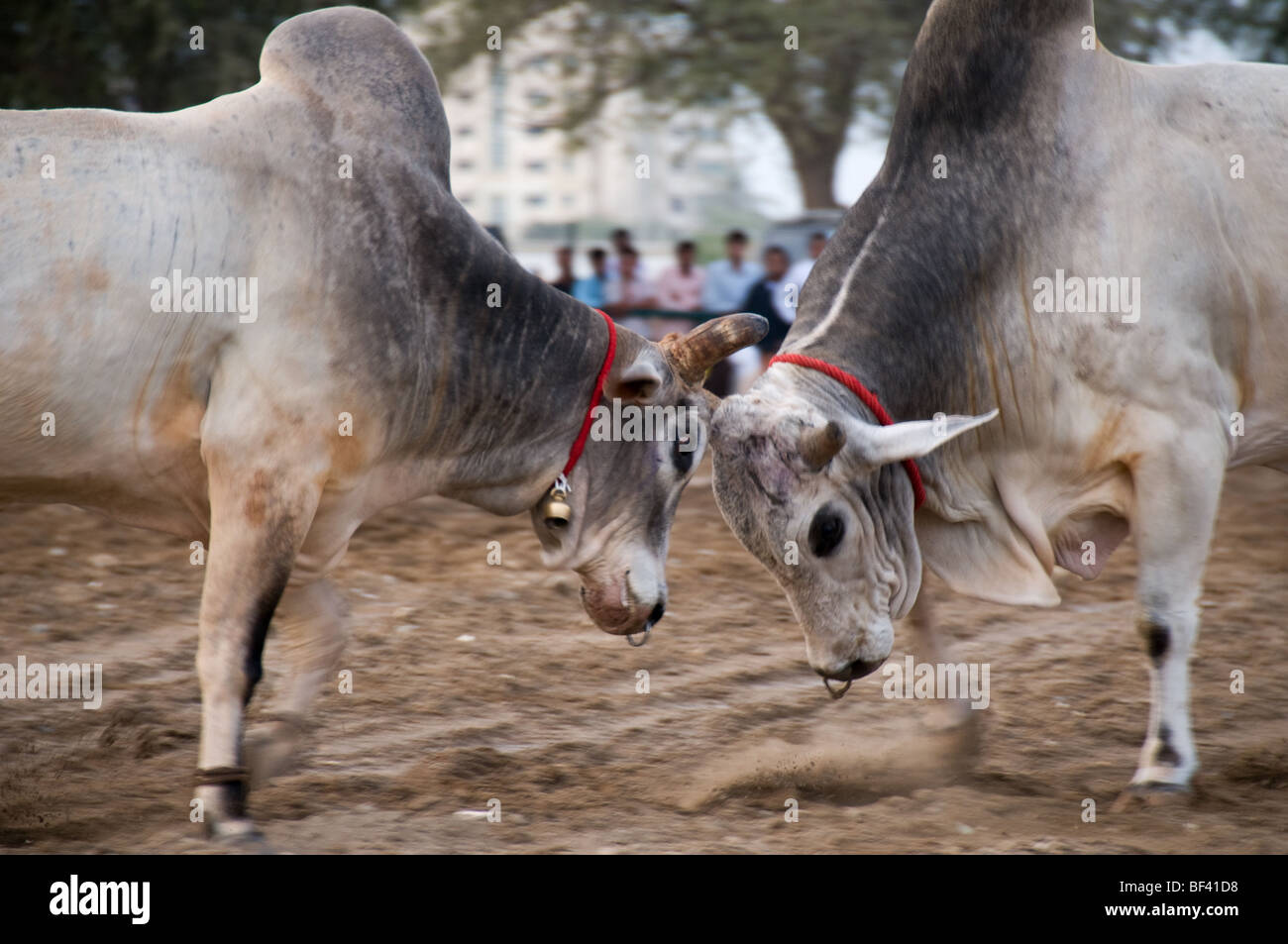 Bull fight uae hi-res stock photography and images - Alamy