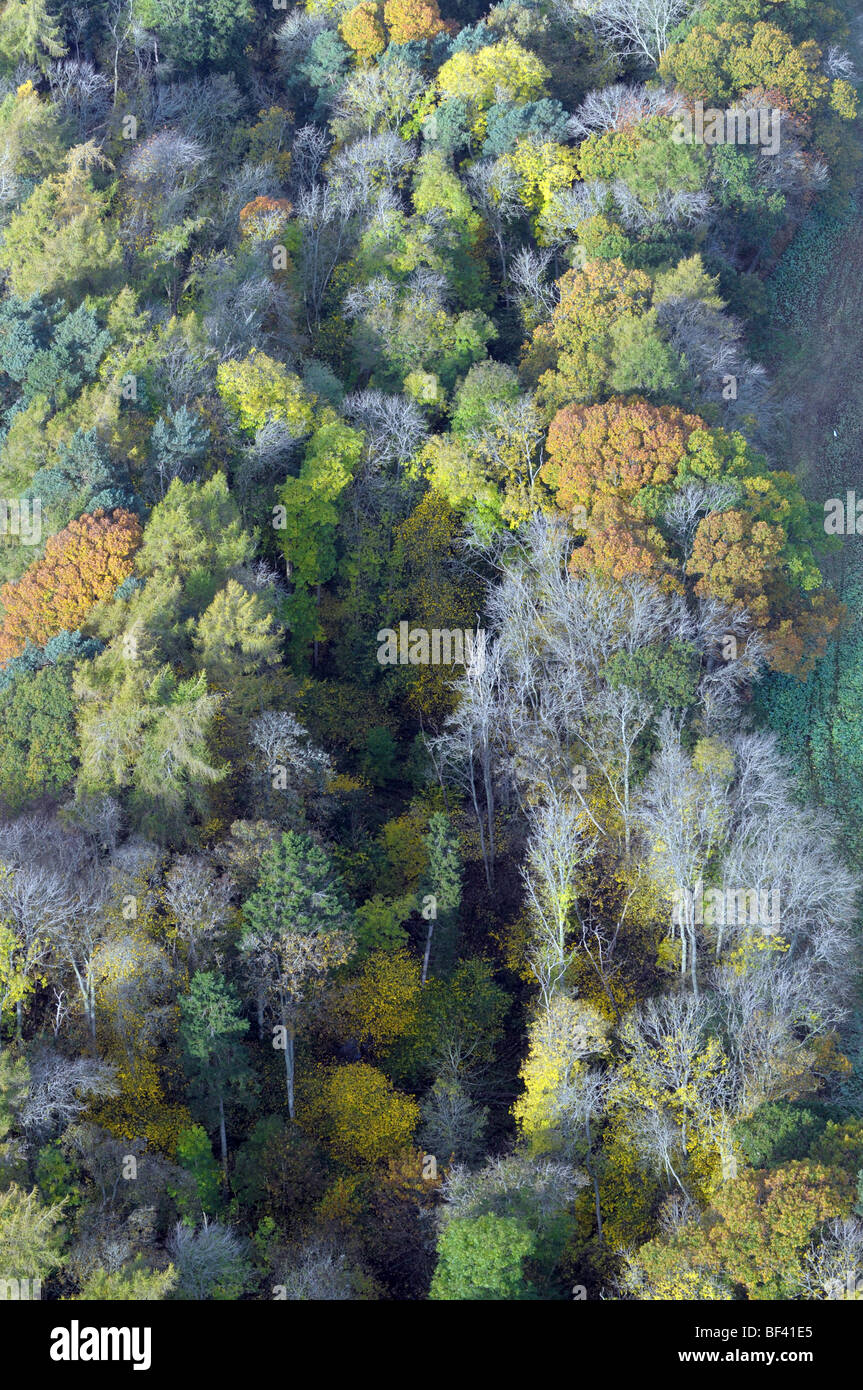 An aerial view of trees in autumn Stock Photo - Alamy