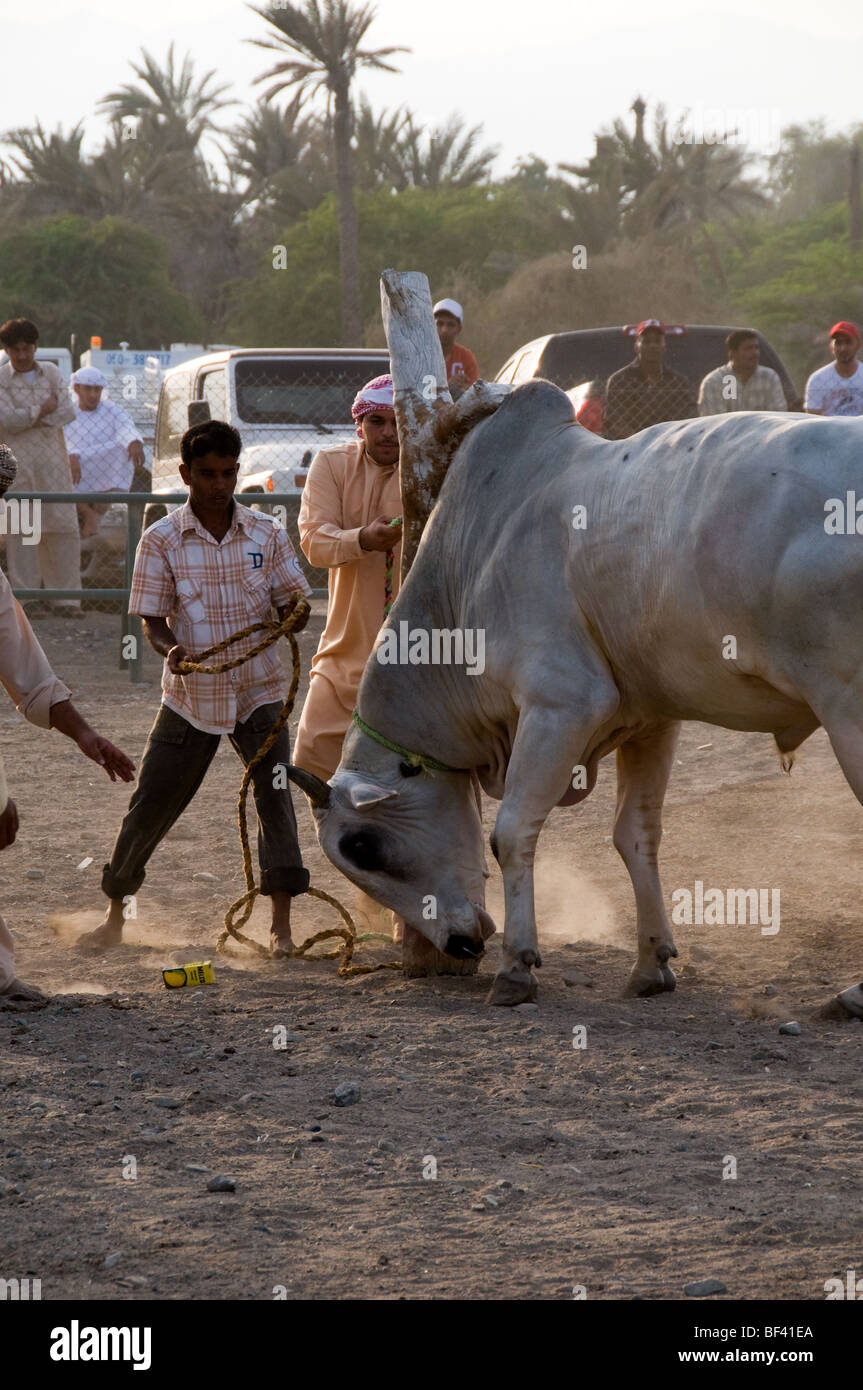 Bull butting in Fujairah, UAE Stock Photo - Alamy