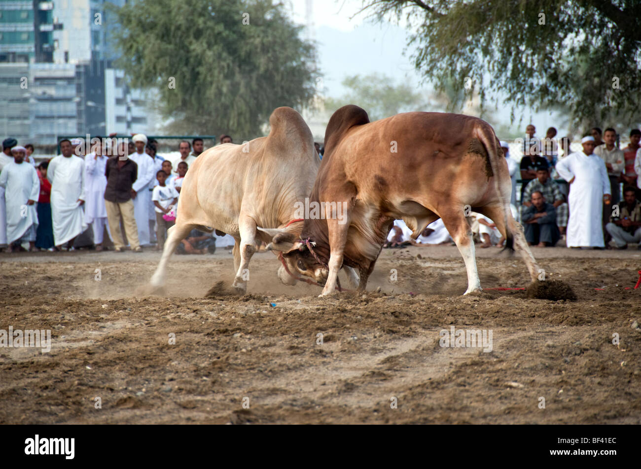 Butting horns hi-res stock photography and images - Alamy