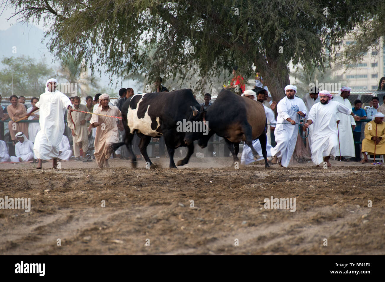 Bull butting in Fujairah, UAE Stock Photo - Alamy