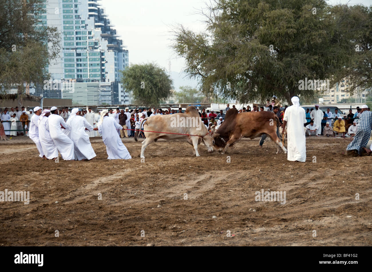 Bull butting in Fujairah, UAE Stock Photo - Alamy