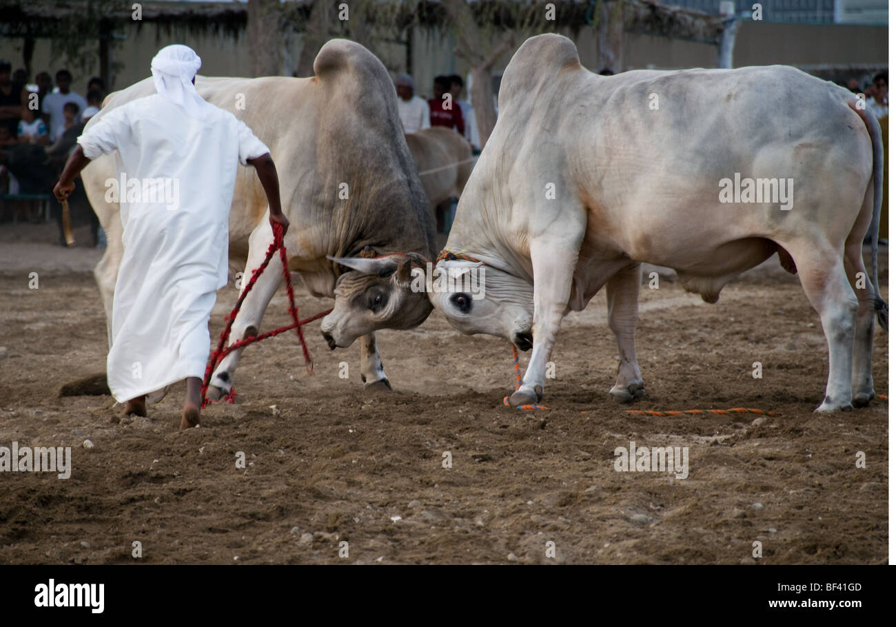 Bull fight uae hi-res stock photography and images - Alamy
