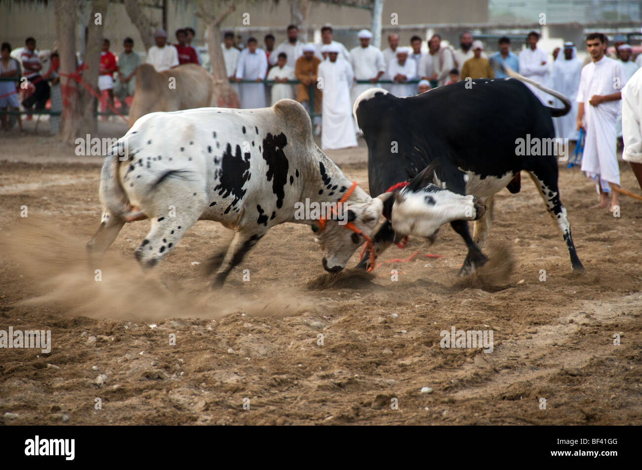 Bull fight uae hi-res stock photography and images - Alamy