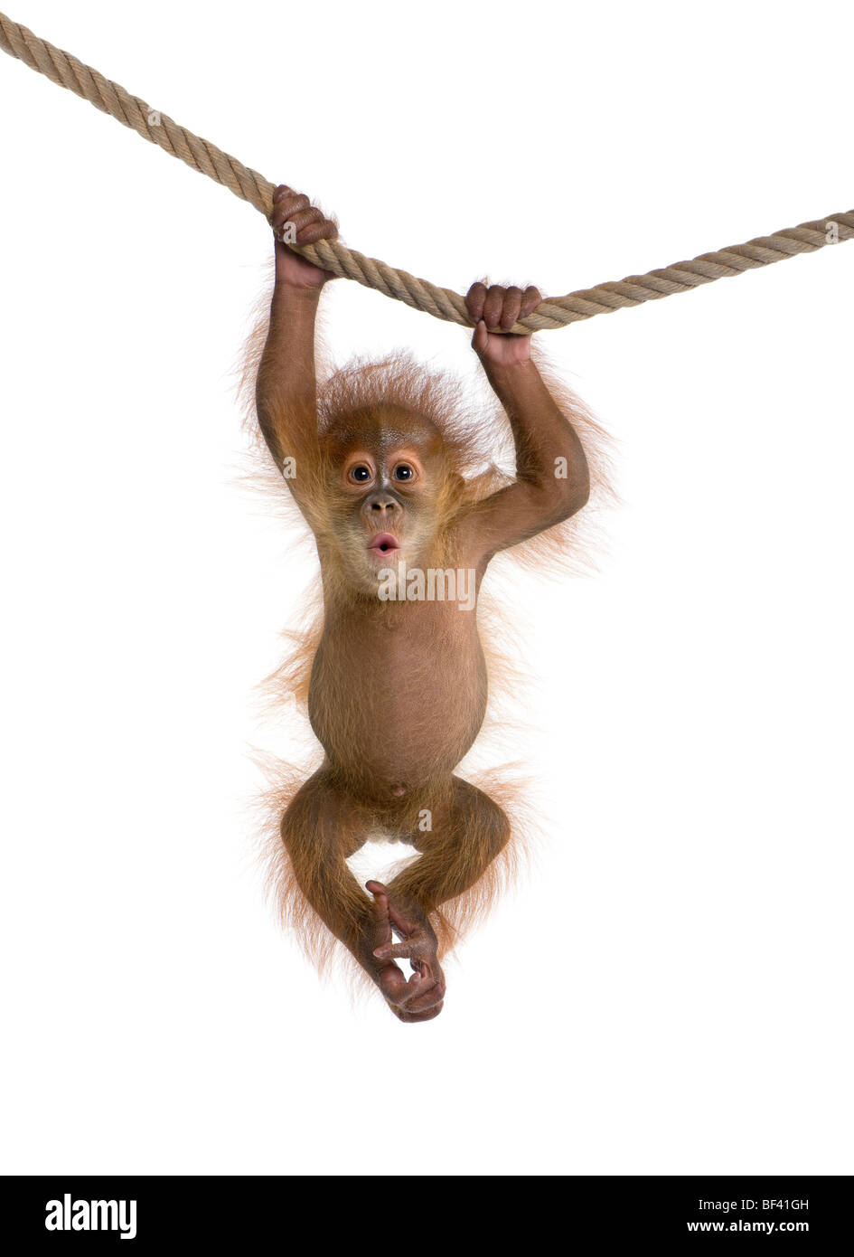 Monkey Hanging High Resolution Stock Photography and Images - Alamy