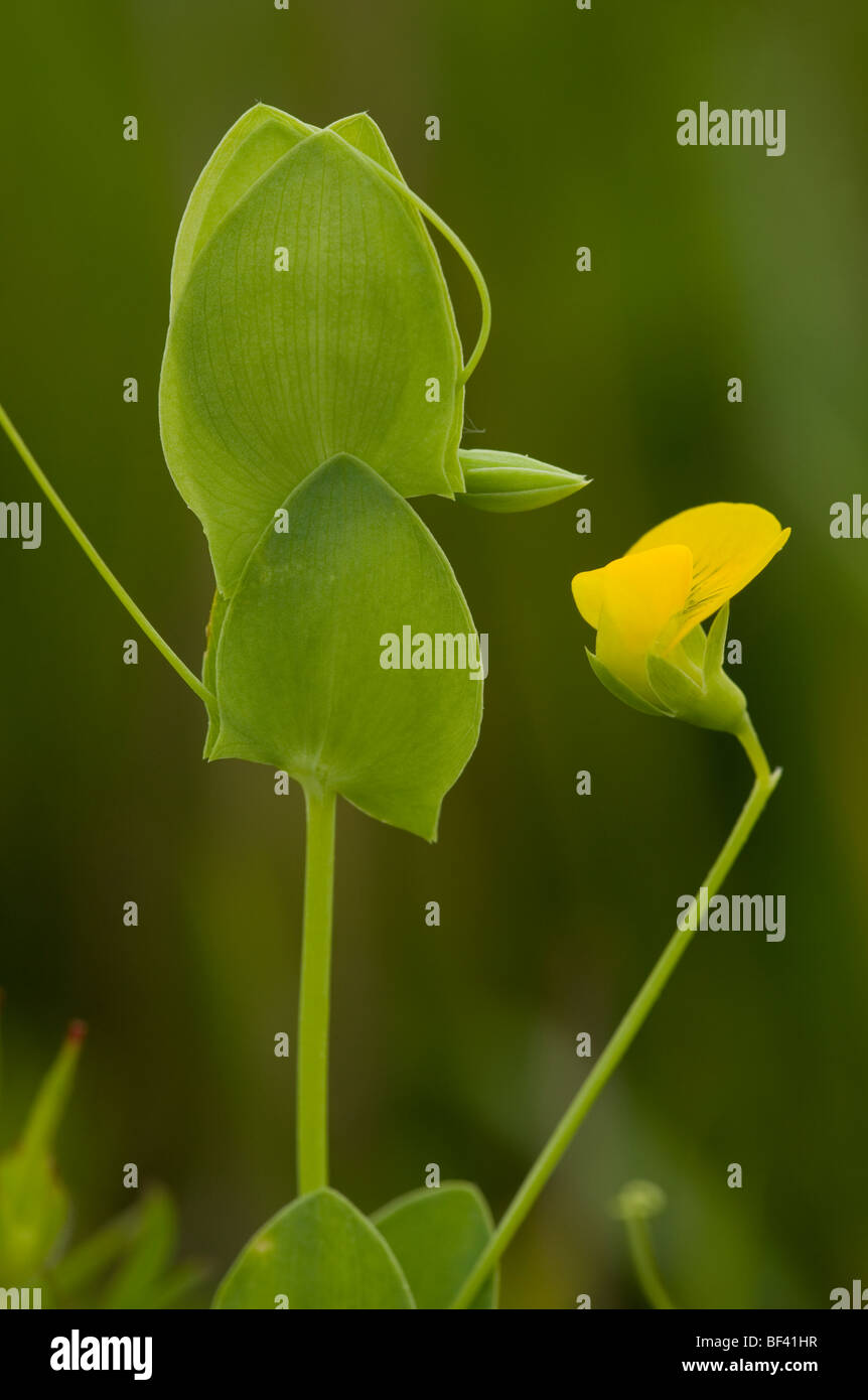 Yellow Vetchling Lathyrus aphaca. Uncommon winter annual in UK Stock ...