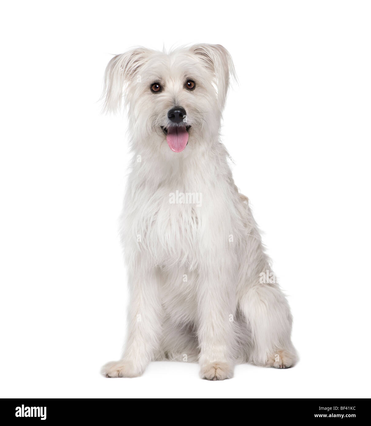 Pyrenean Shepherd, 2 years old, sitting in front of white background ...