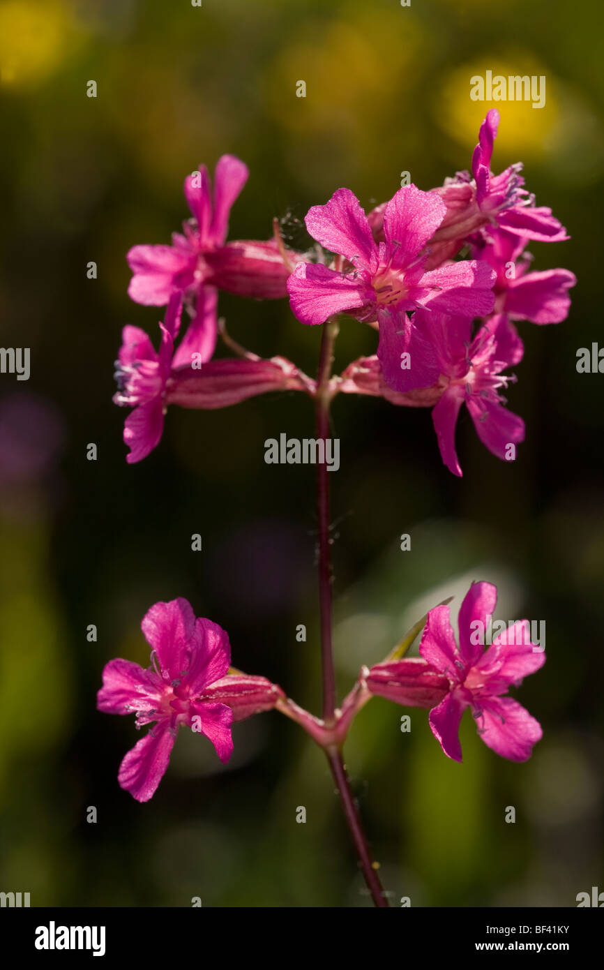 Sticky catchfly Lychnis viscaria in flower Stock Photo - Alamy