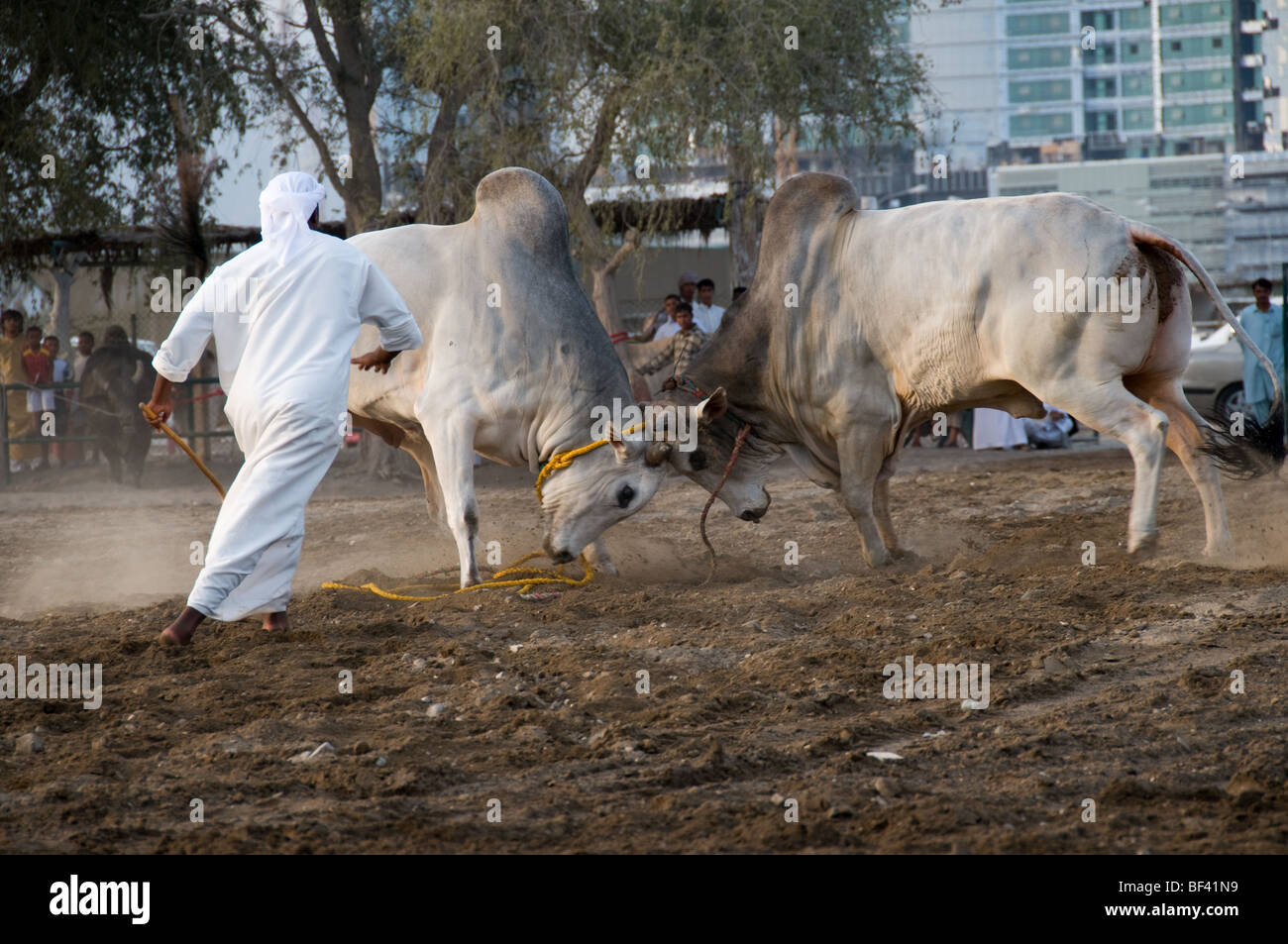 Bull fight uae hi-res stock photography and images - Alamy