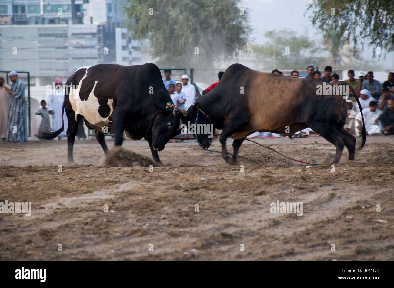 Bull fight uae hi-res stock photography and images - Alamy