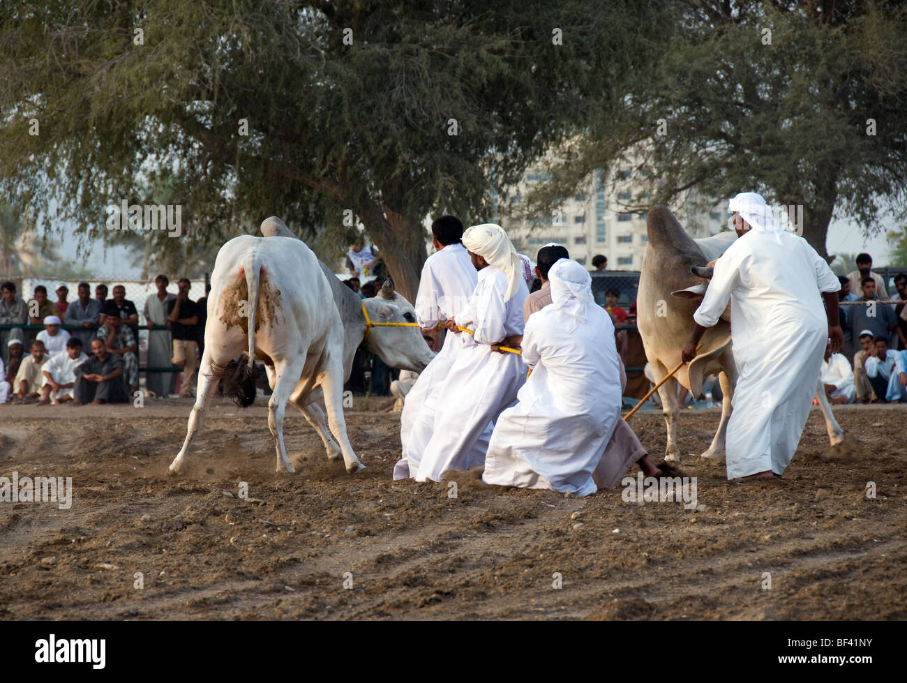 Bull fight uae hi-res stock photography and images - Alamy