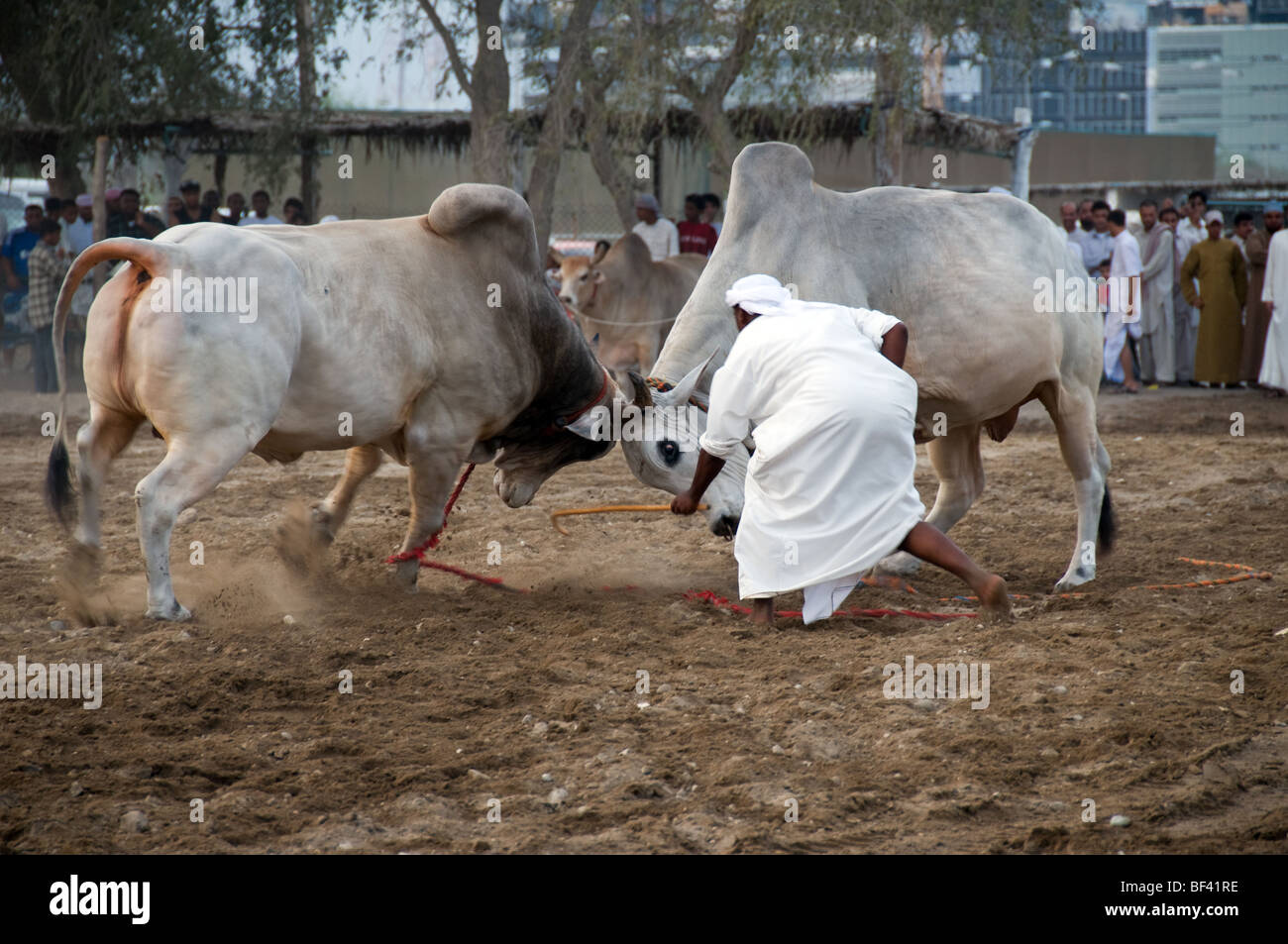 Bull Butting High Resolution Stock Photography and Images - Alamy