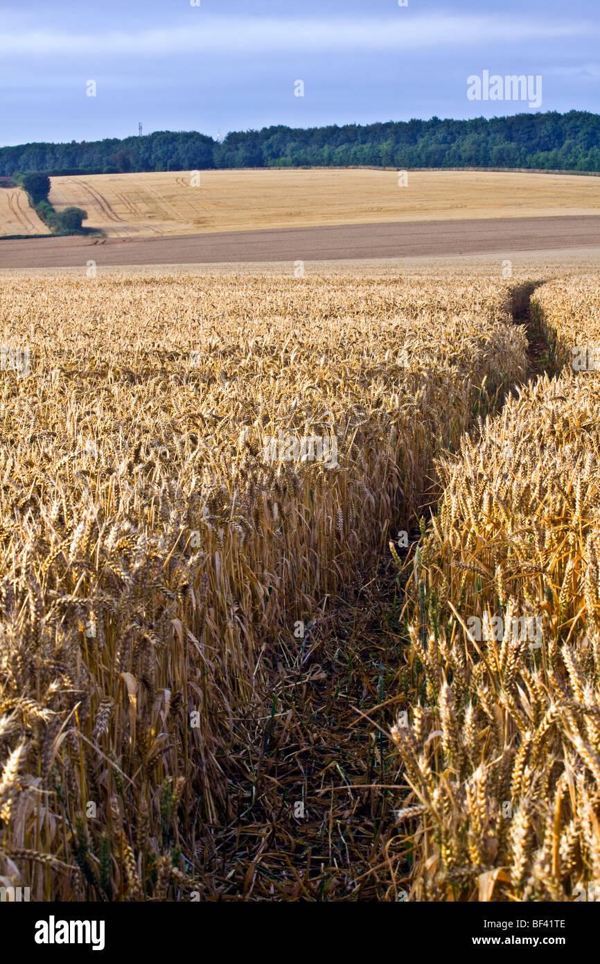 Single track through a golden corn field Stock Photo - Alamy