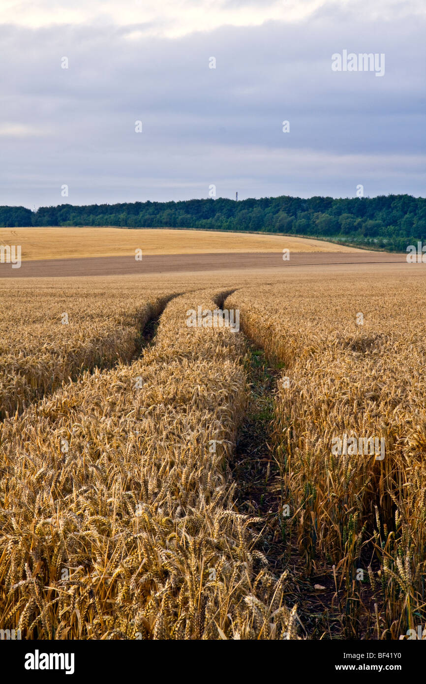 Tracks through a golden corn field Stock Photo - Alamy