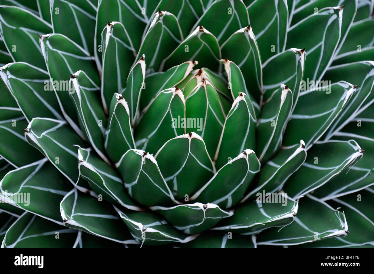 agave victoria-reginae (mexican) noa royal agave cactus succulent ...