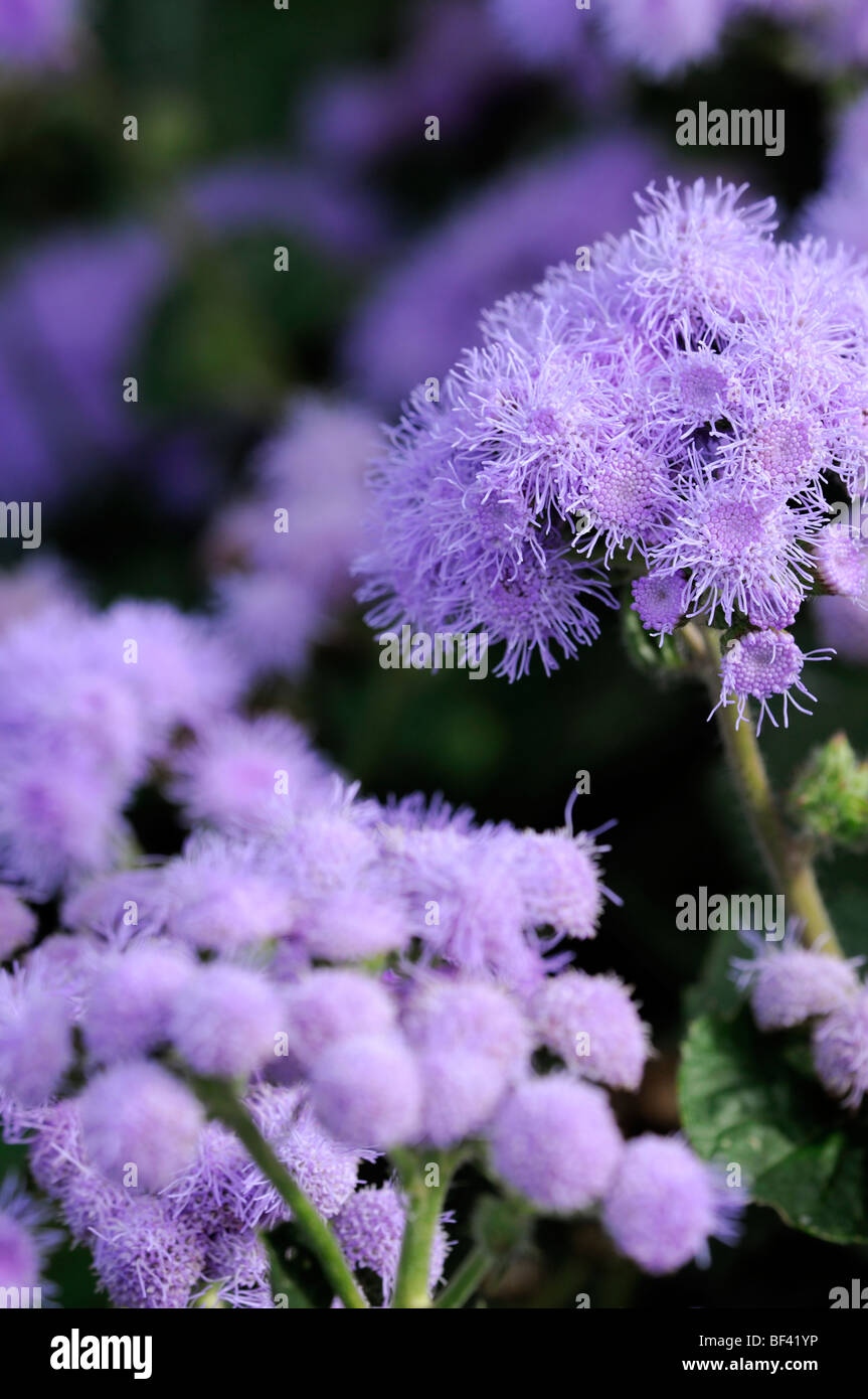 Ageratum houstonianum blue mink flower annual bloom blossom mass ...