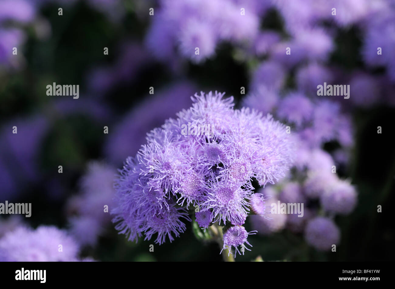 Ageratum houstonianum blue mink flower annual bloom blossom mass ...