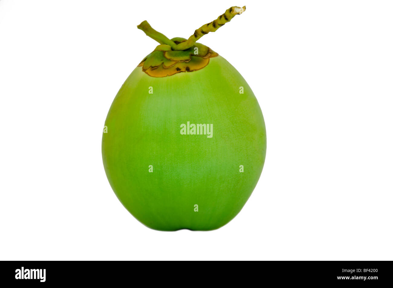 coconut cutout in white background Stock Photo - Alamy