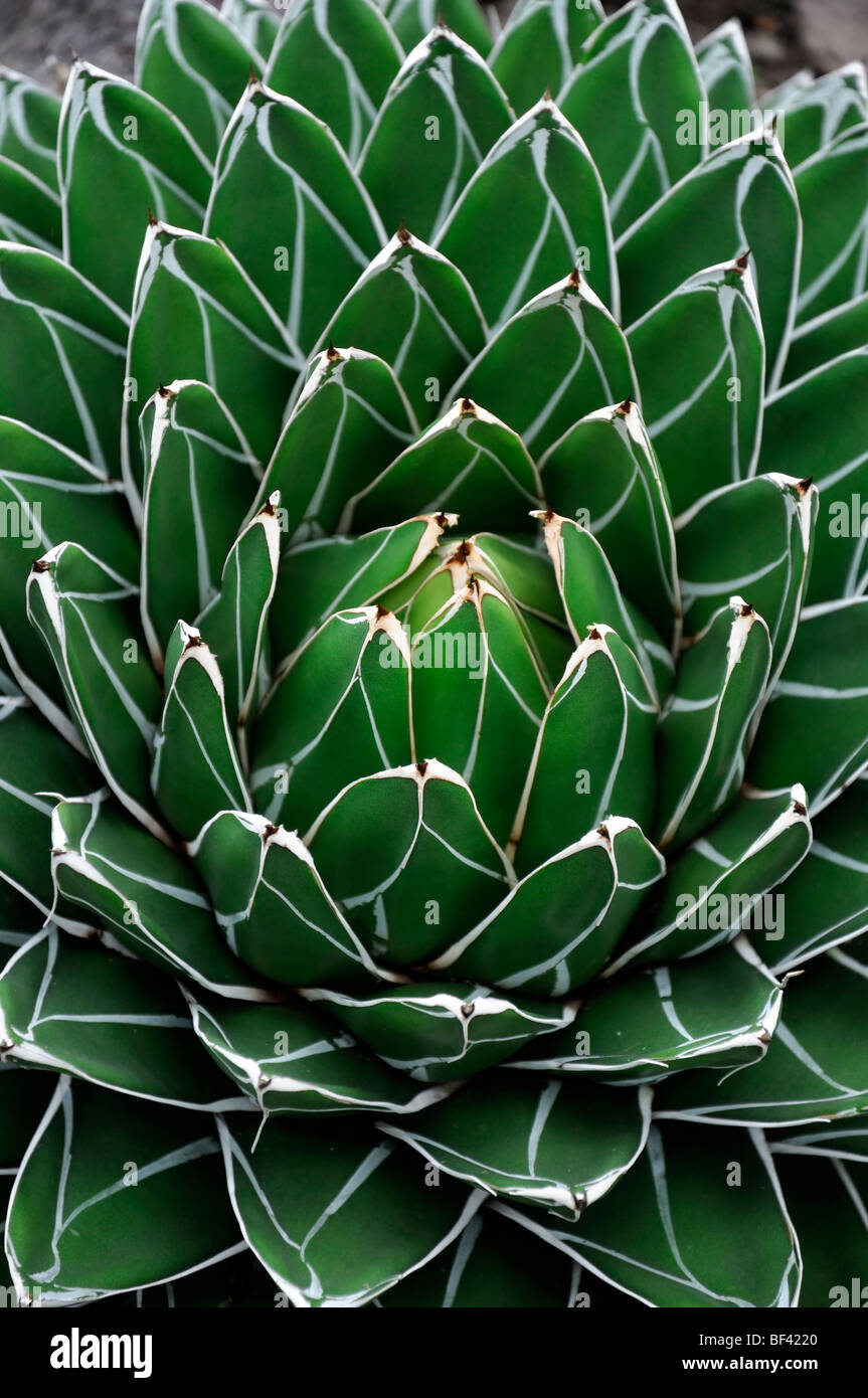 agave victoria-reginae (mexican) noa royal agave cactus succulent ...