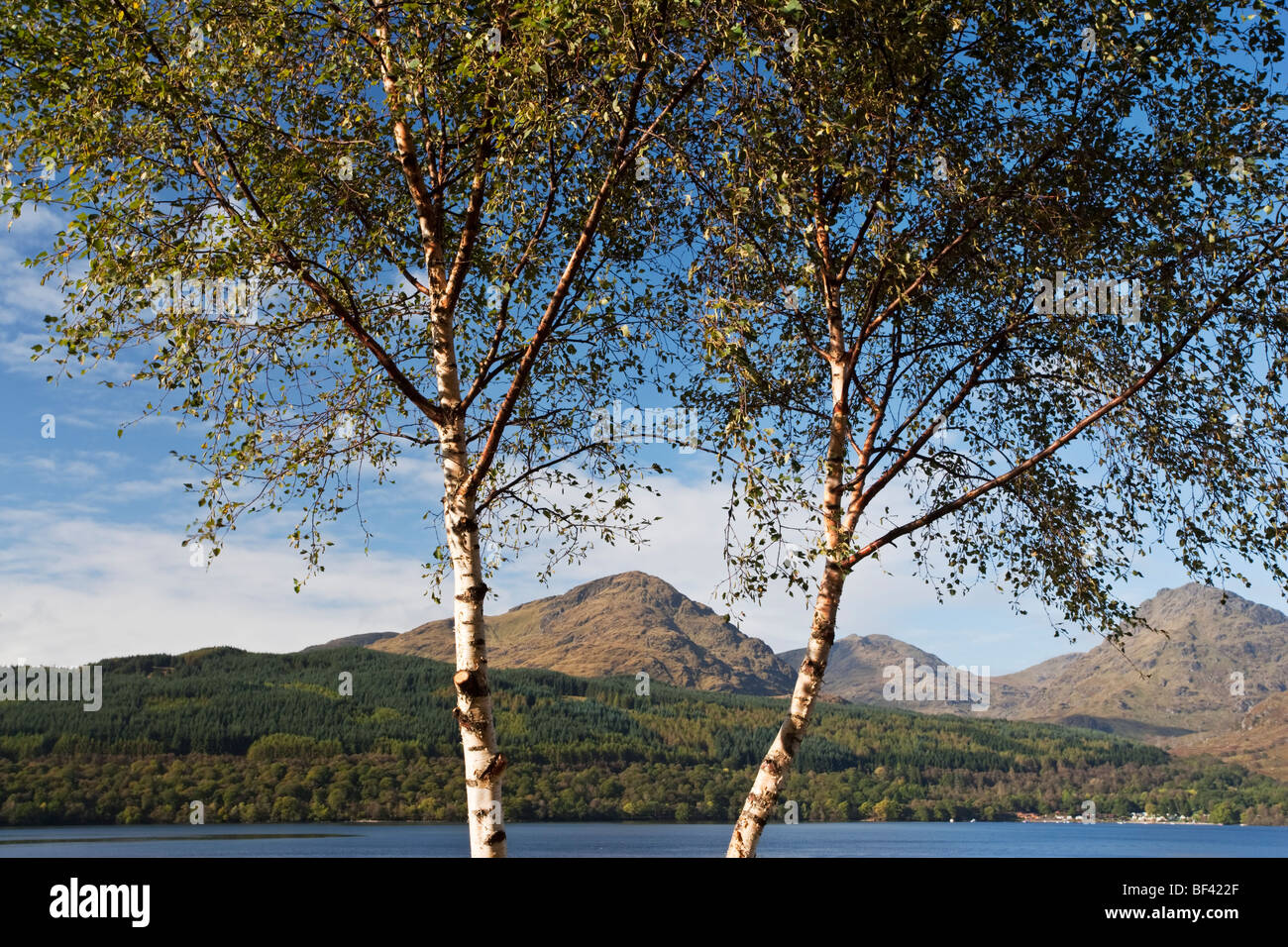 The mountain of A' Chrois and Loch Lomond framed by silver birch trees ...