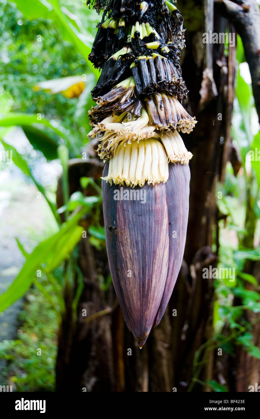 Musaceae hi-res stock photography and images - Alamy