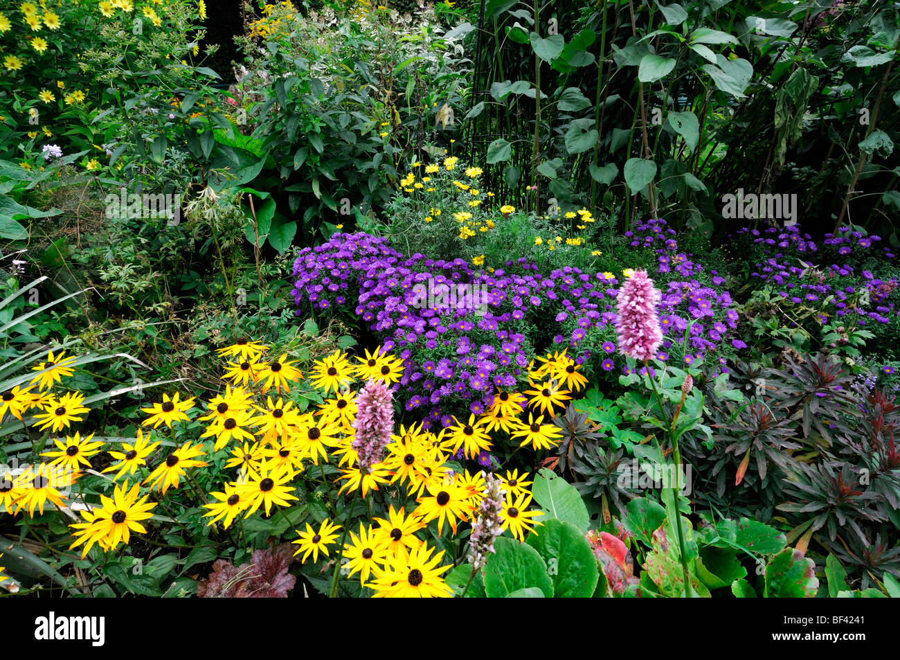 Late summer flowering hi-res stock photography and images - Alamy