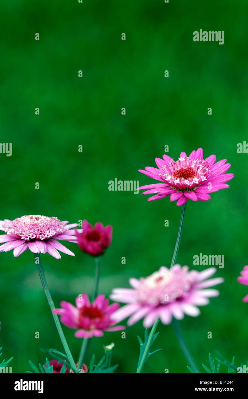 Pink purple Marguerite Daisy Argyranthemum cherry love tender perennial ...