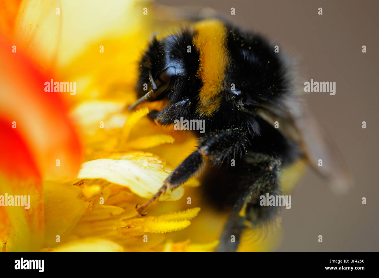 honey bee feeding feed drink drinking nectar pollen pollinating ...
