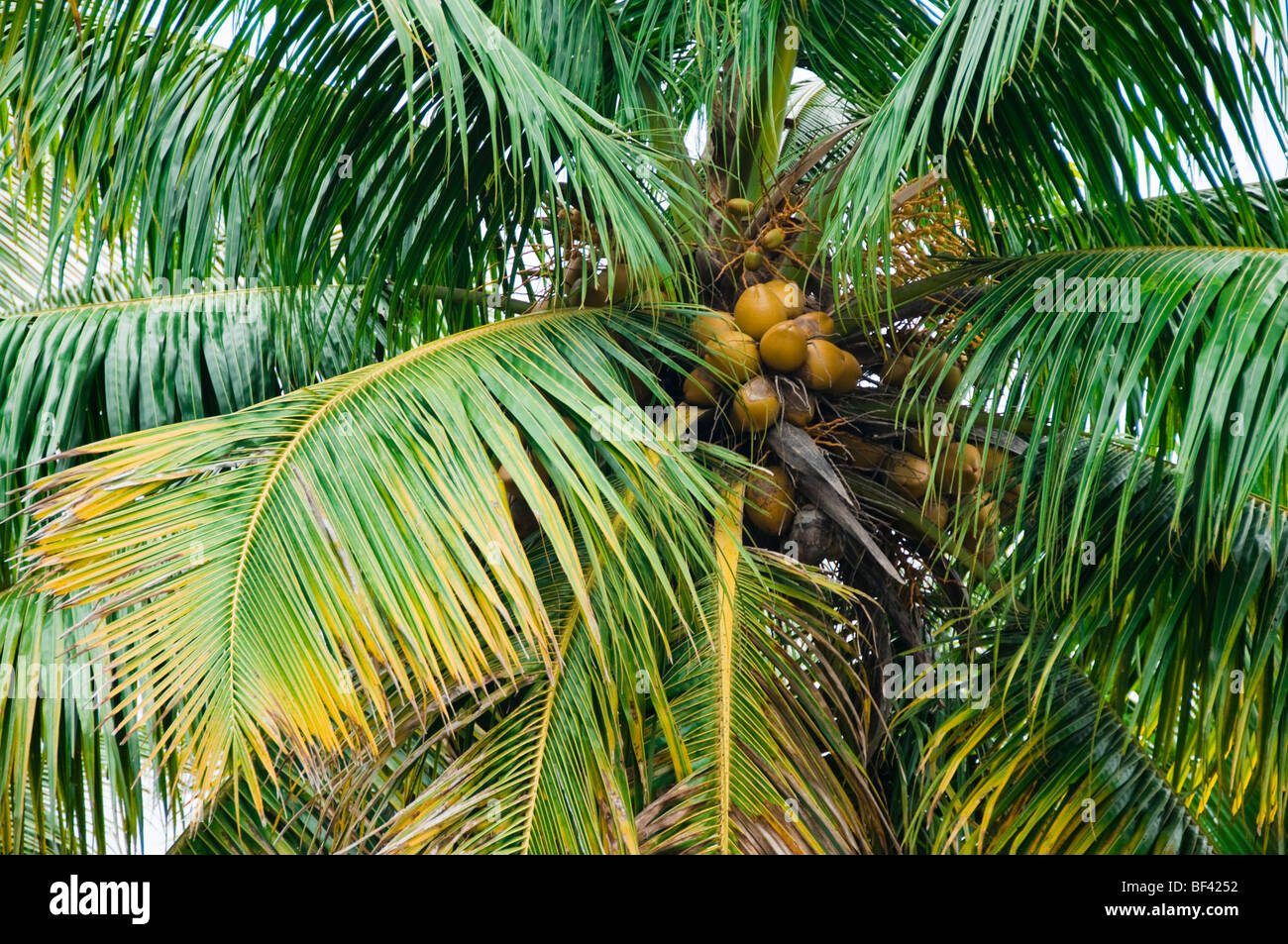 Coconut Tree India Stock Photos & Coconut Tree India Stock Images - Alamy