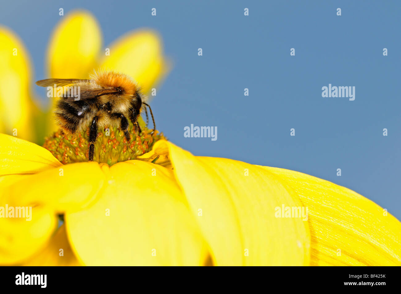 honey bee feeding feed drink drinking nectar pollen pollinating ...