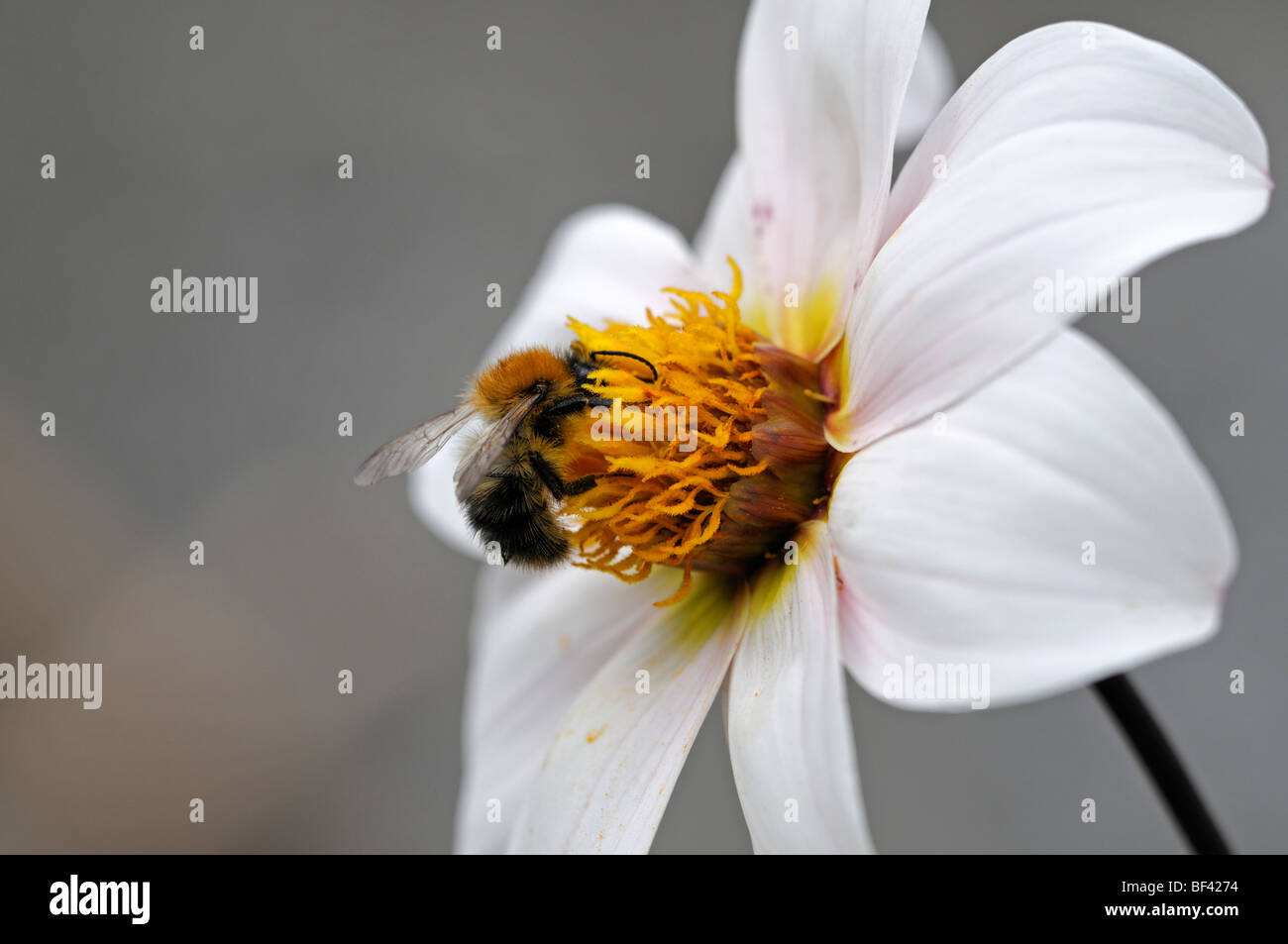 honey bee feeding feed drink drinking nectar pollen pollinating ...