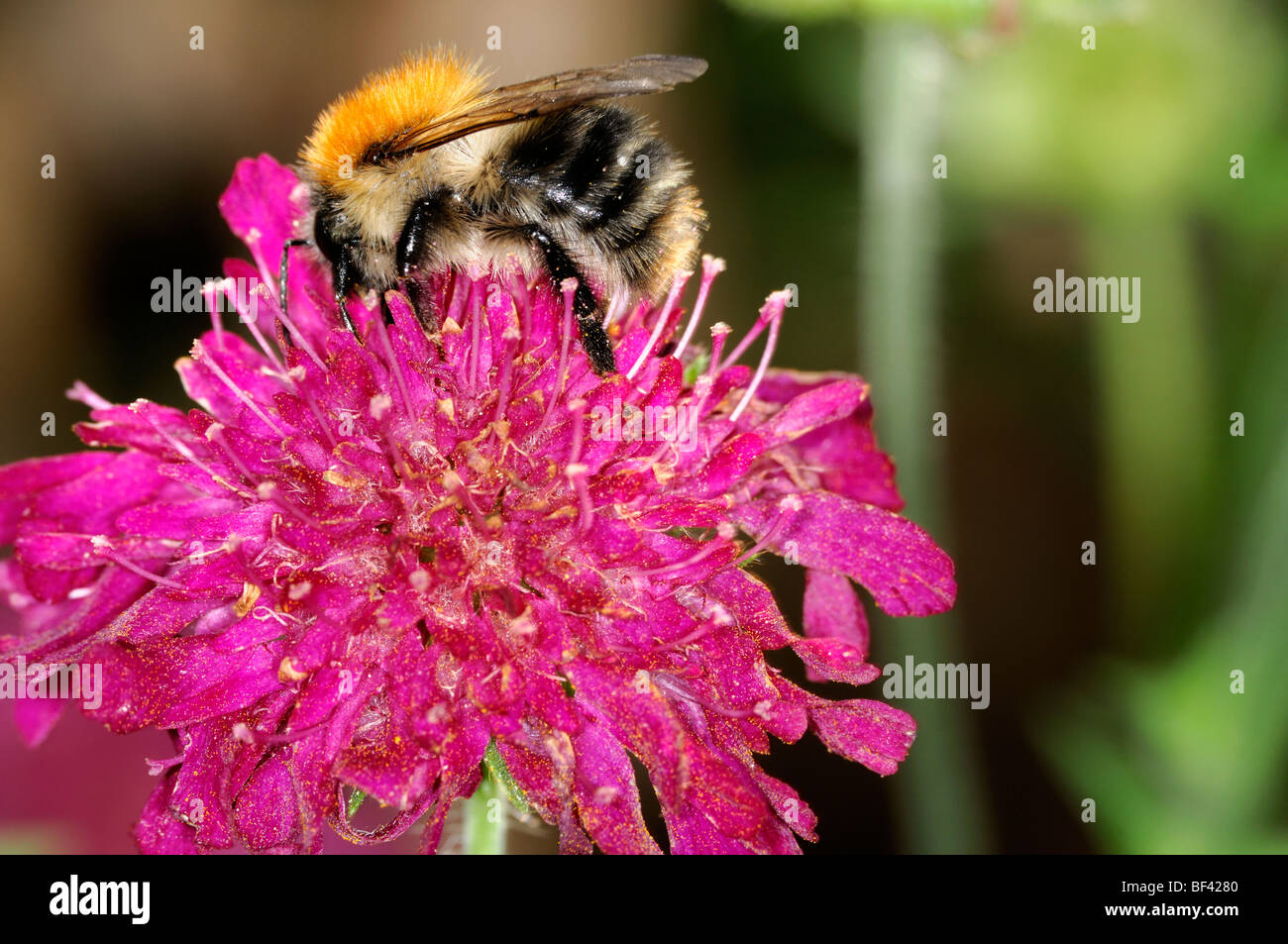 honey bee feeding feed drink drinking nectar pollen pollinating ...