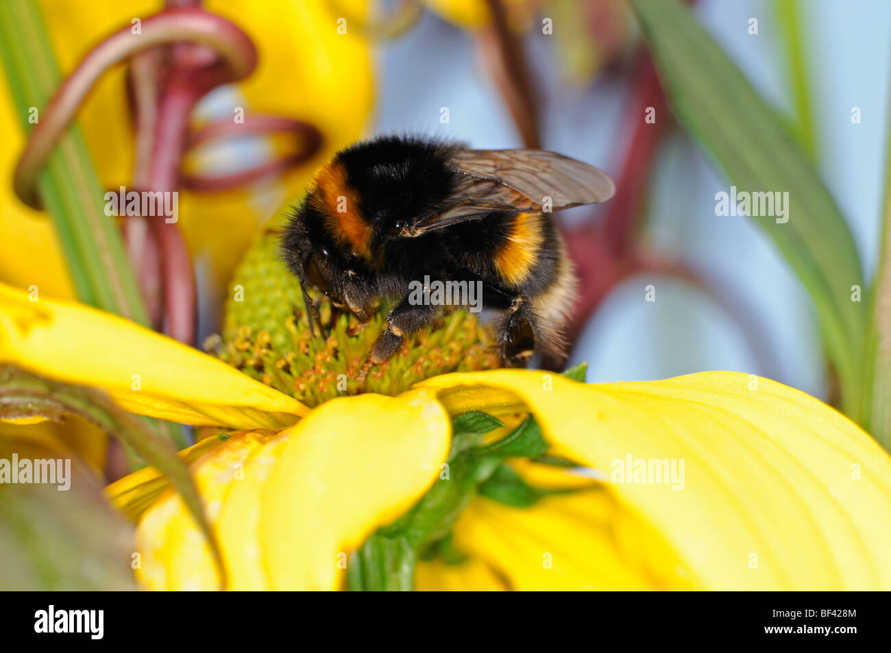 honey bee feeding feed drink drinking nectar pollen pollinating ...