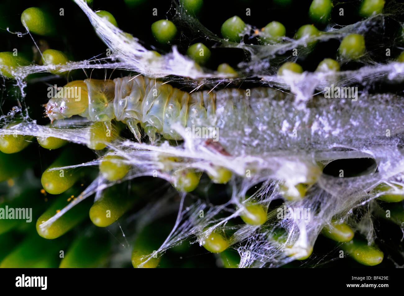 small white caterpillar larva larval weaving weave make making cocoon ...