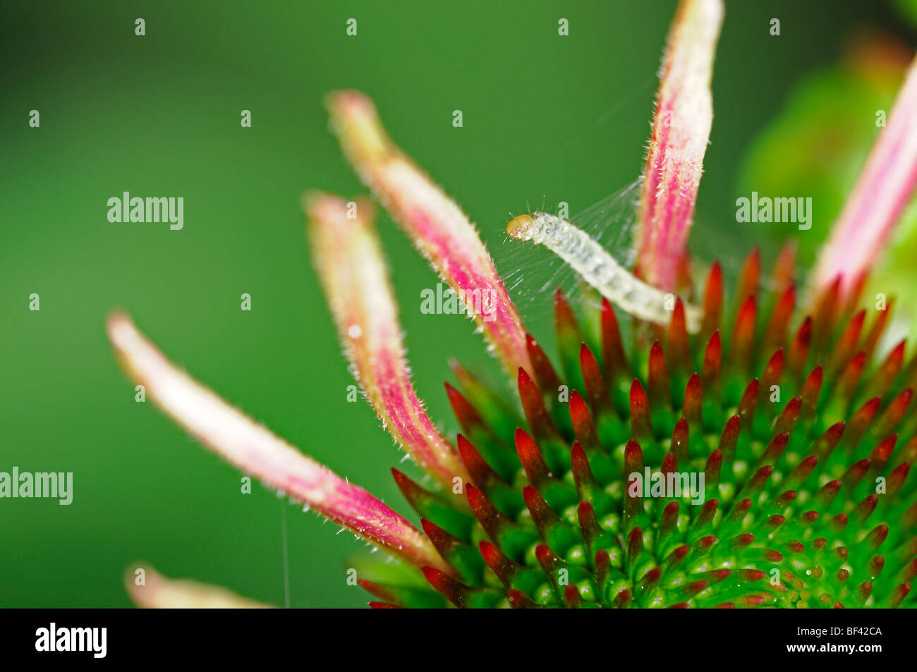 Small caterpillar hi-res stock photography and images - Alamy