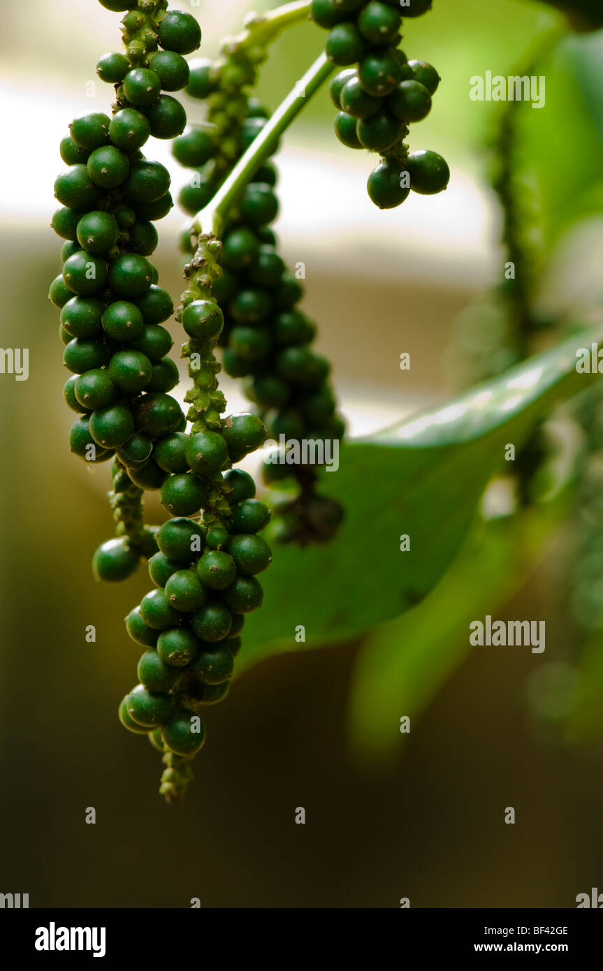 Green Pepper farming, India Stock Photo - Alamy