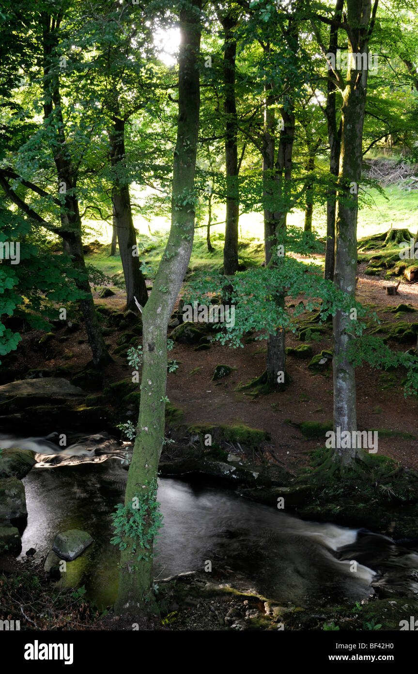 Cloghleagh River waterfall stream Wicklow Ireland Stock Photo - Alamy