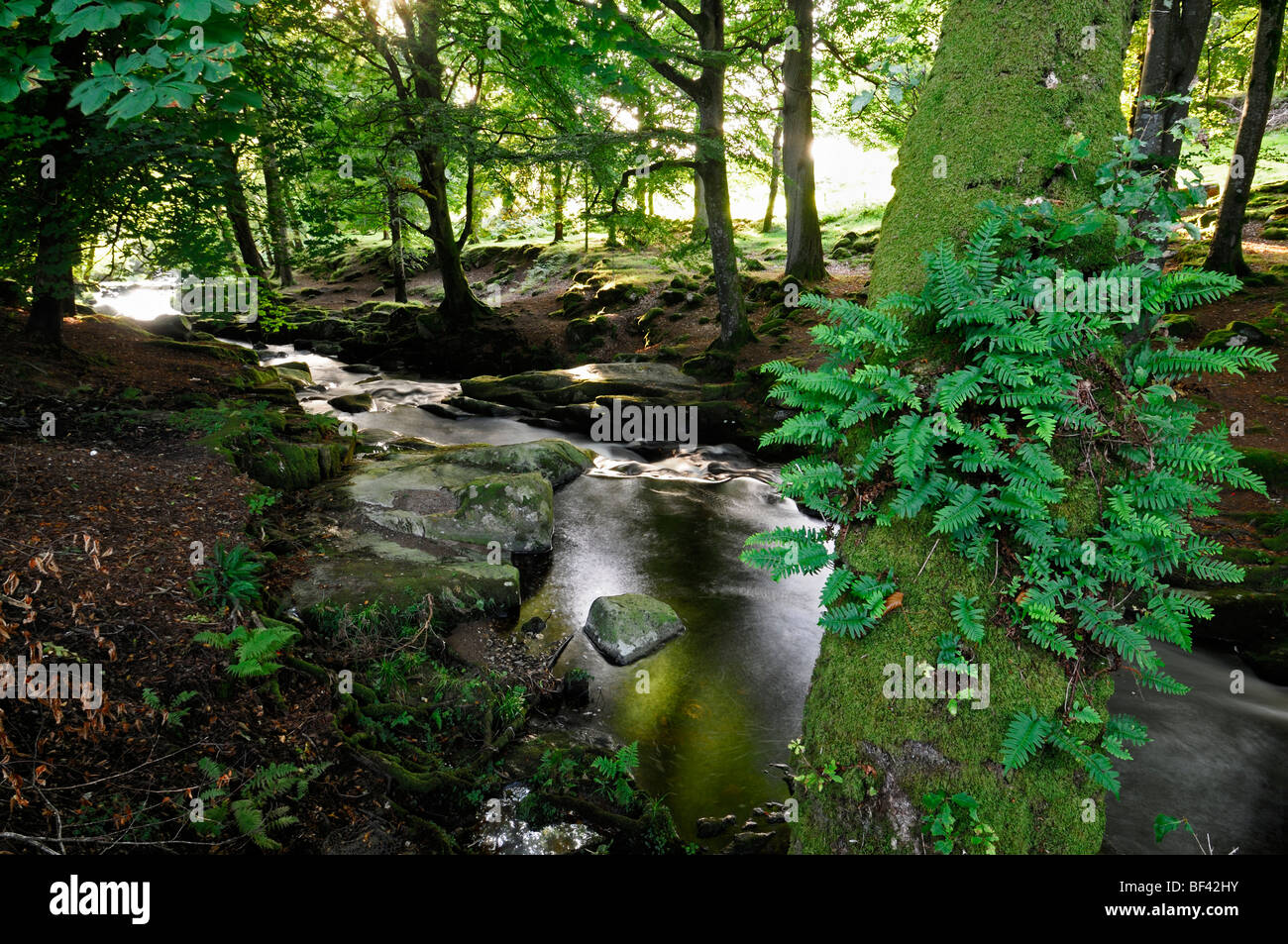 Cloghleagh River waterfall stream Wicklow Ireland Stock Photo - Alamy